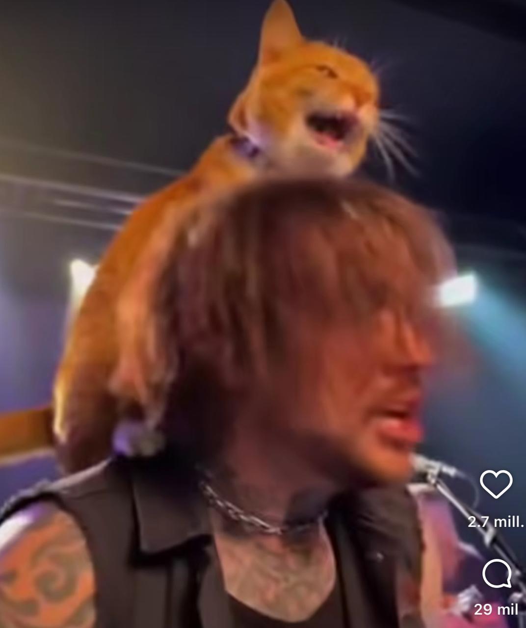 Gato “cantante” en concierto de metal se vuelve viral y genera dudas ...